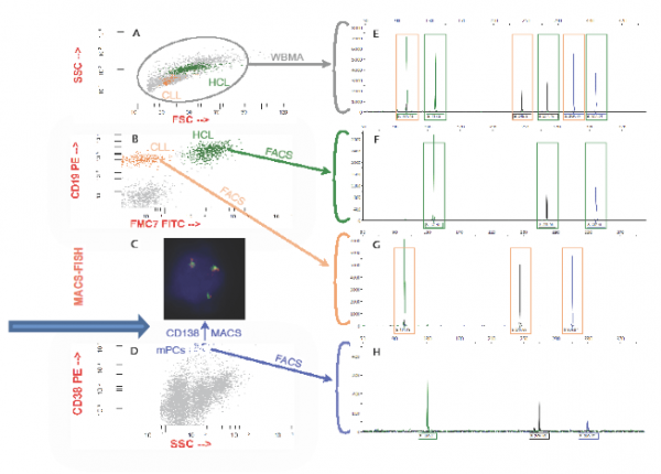 Cell Enrichment For Multiple Myeloma | Hematologics